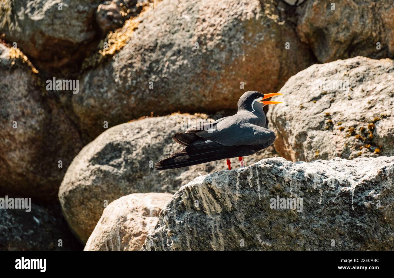 The sharp profile of an Inca Tern against a rocky backdrop, its red ...
