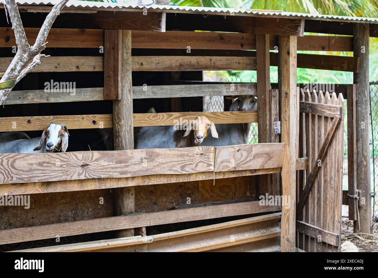 Meat goats in a raised shelter eating forages from a wooden trough on ...