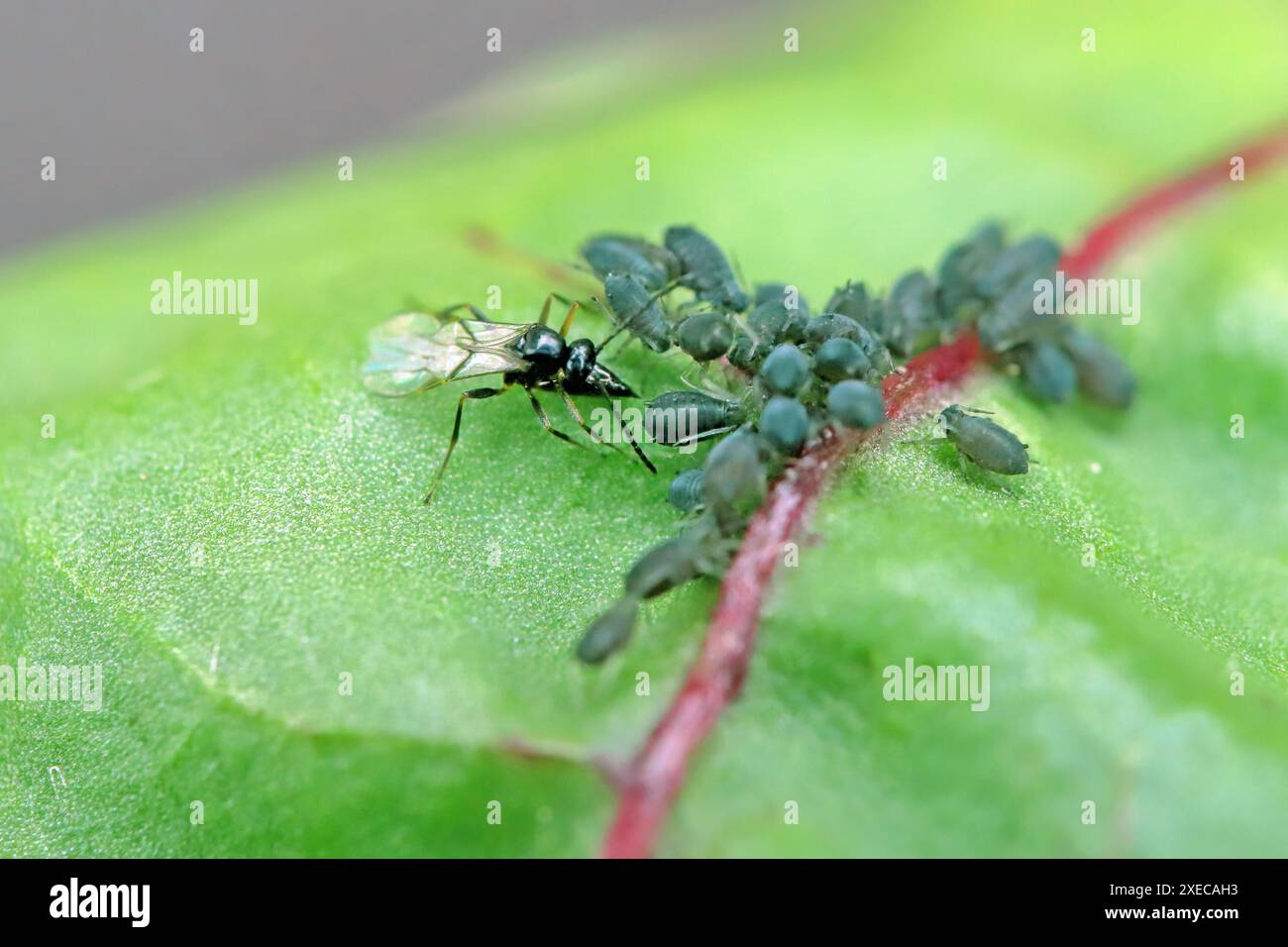 Aphidius wasp parasite aphid hi-res stock photography and images - Alamy