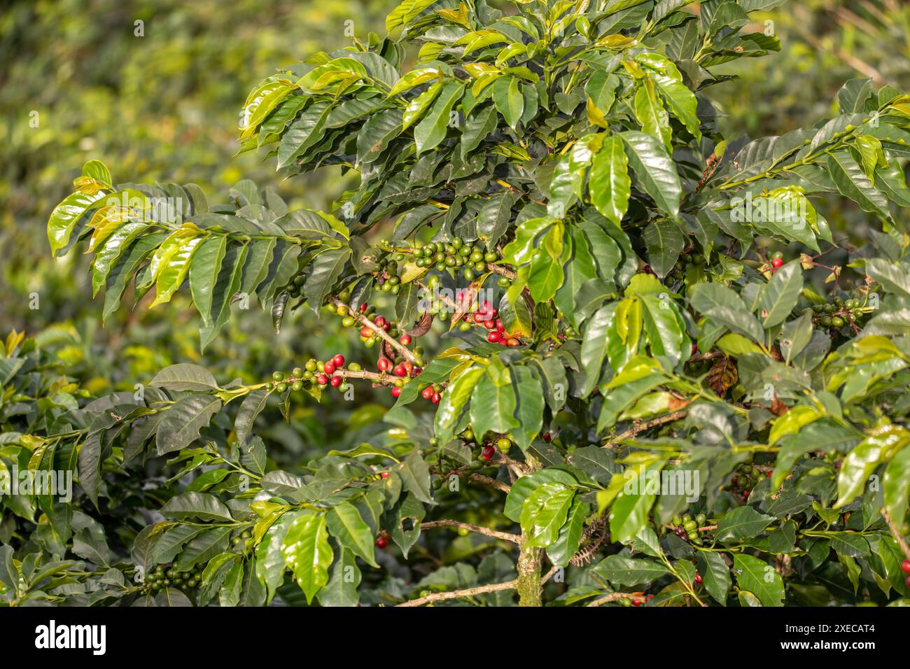 Coffea arabica, known as the Arabica coffee, species of flowering plant ...