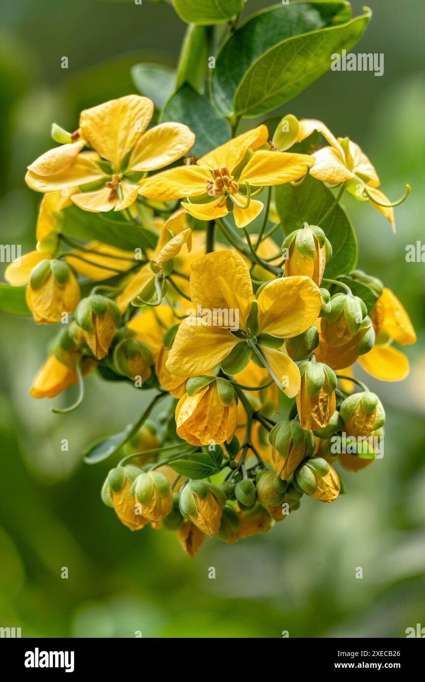 Cassia fistula, known as golden shower, purging cassia, Indian laburnum ...