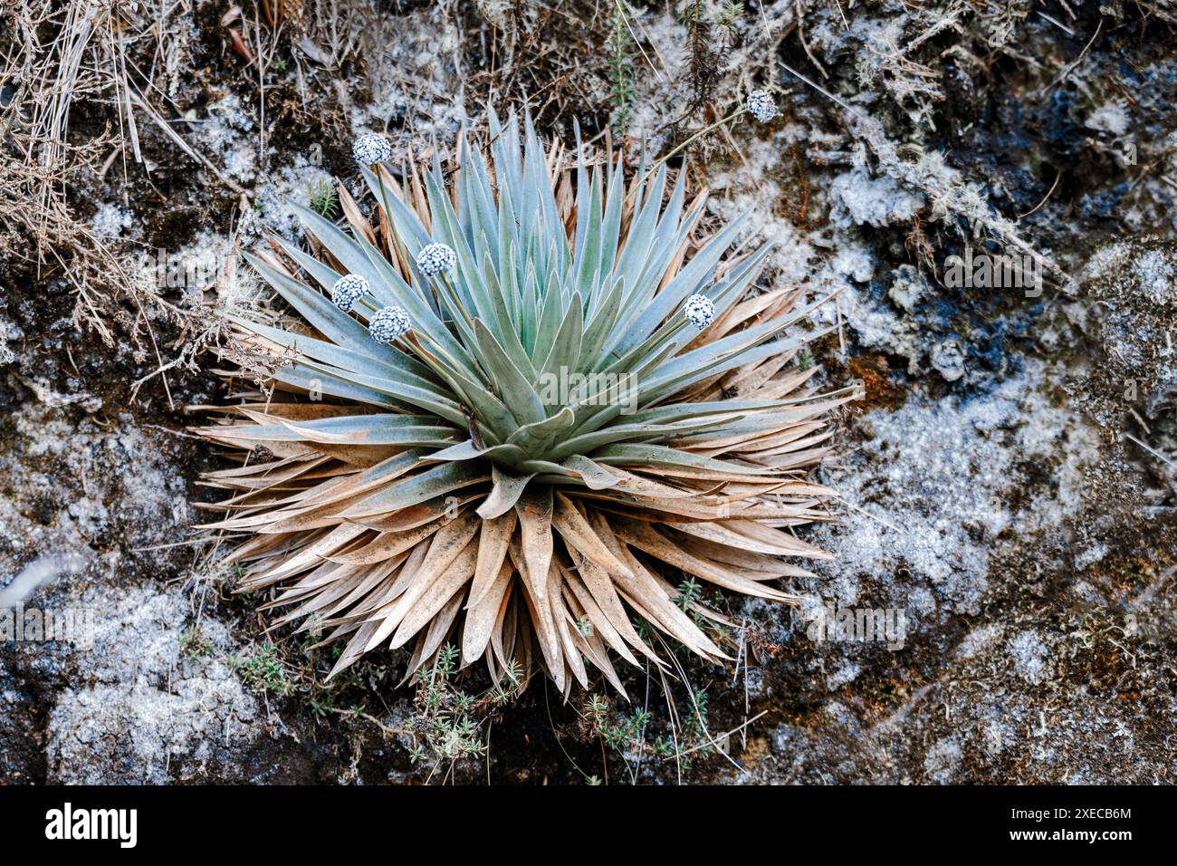 Paepalanthus alpinus. Native plant species is Colombia. Cundinamarca ...