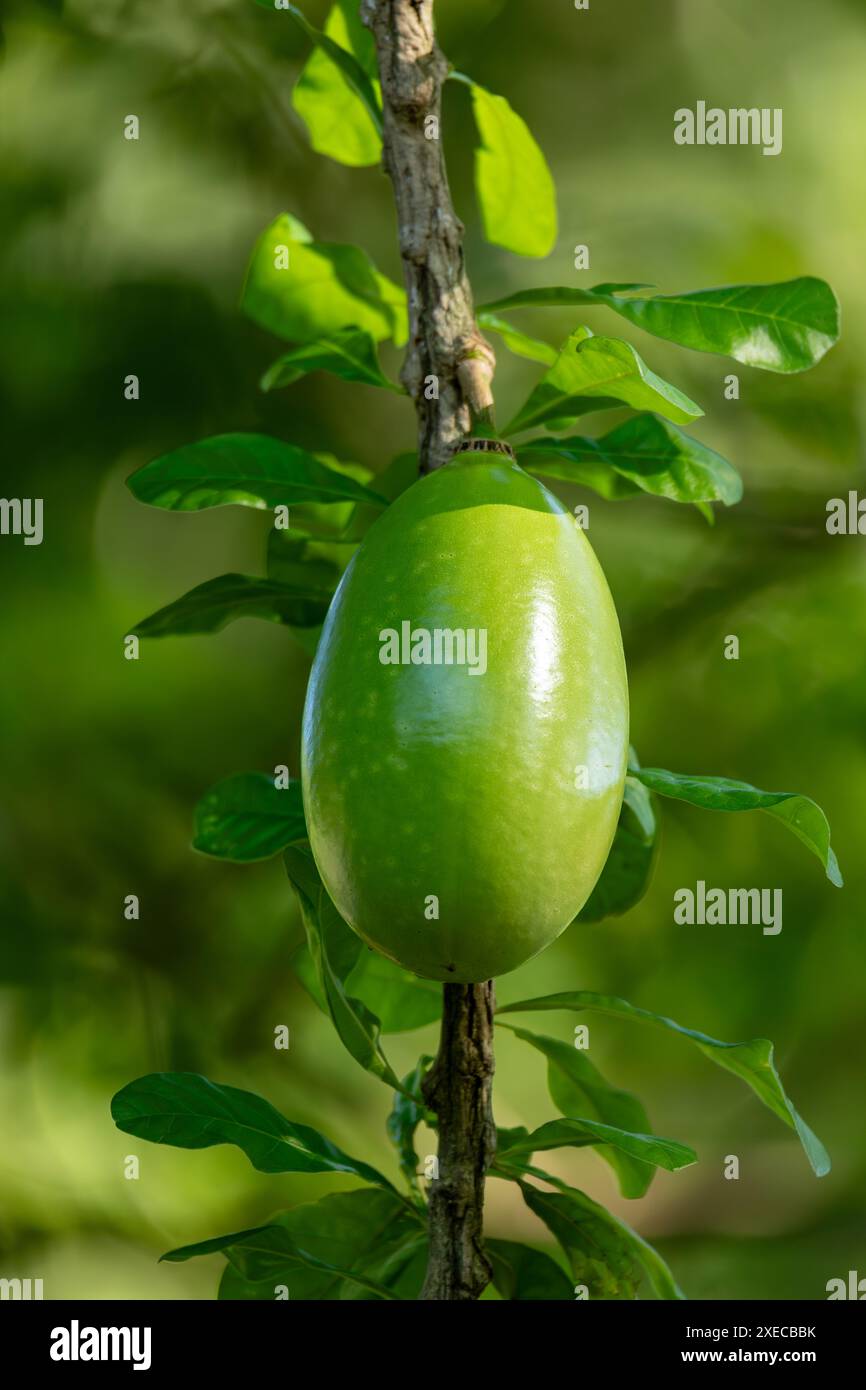Calabash plant hi-res stock photography and images - Alamy