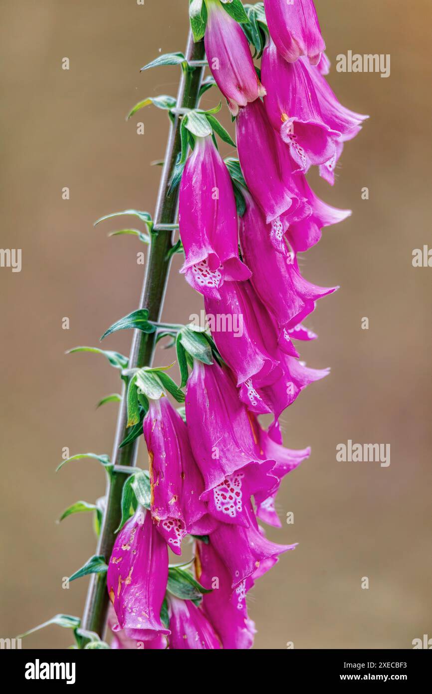 Digitalis thapsi flower, called mullein foxglove. Flowering plant in ...