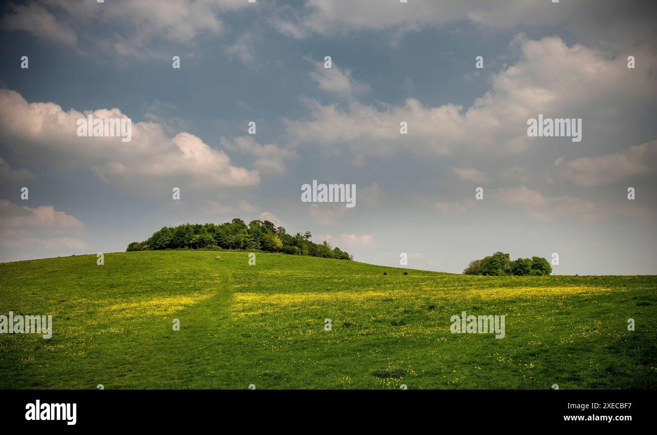 The enigmatic Wittenham Clumps chalk hills in Oxfordshire, UK Stock ...