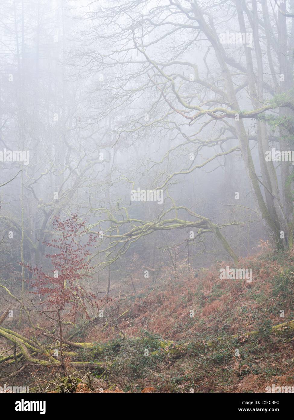 Mortimer Forest near Ludlow, Shropshire, UK Stock Photo - Alamy