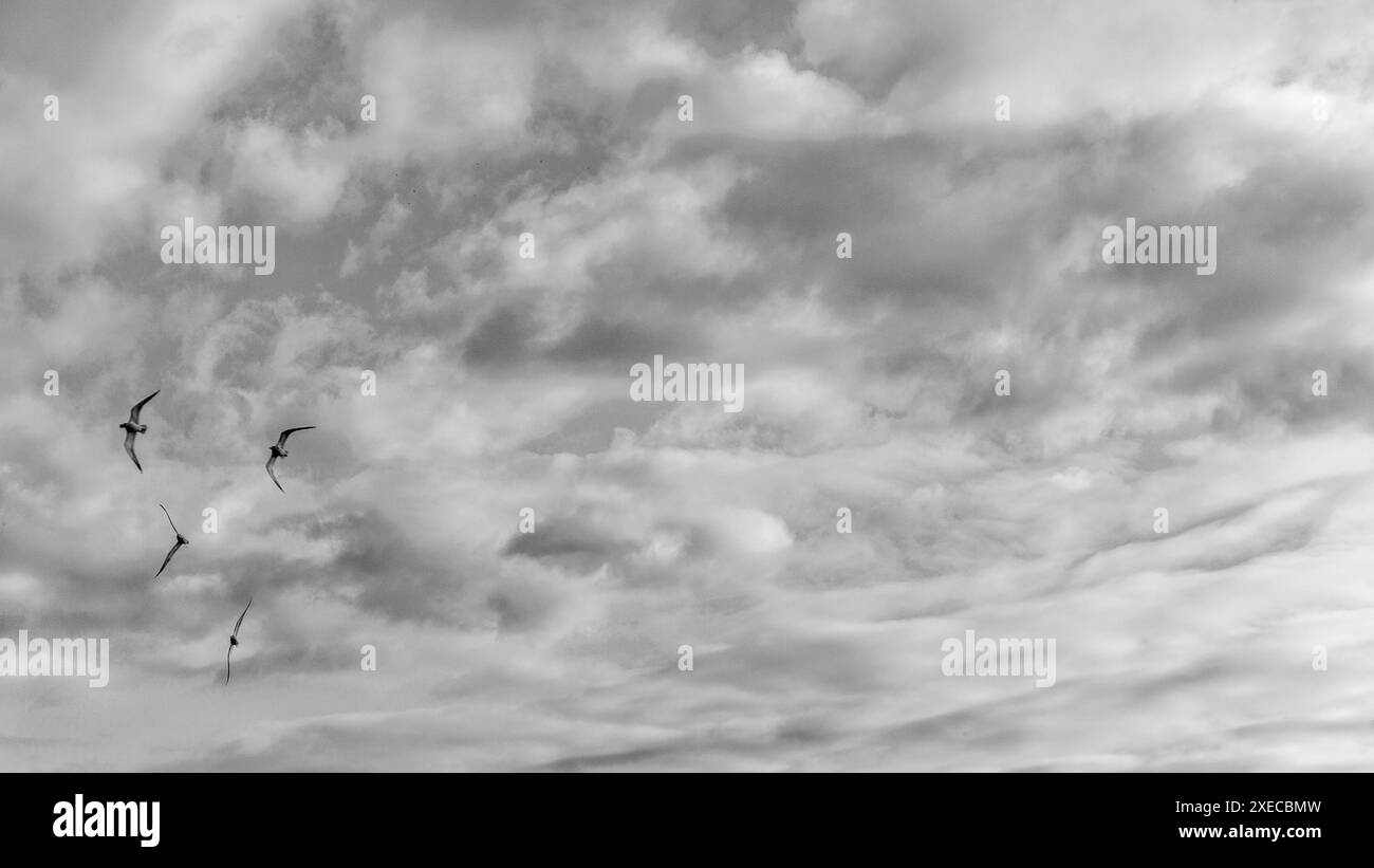 Free space background different Black and White Stock Photos & Images ...
