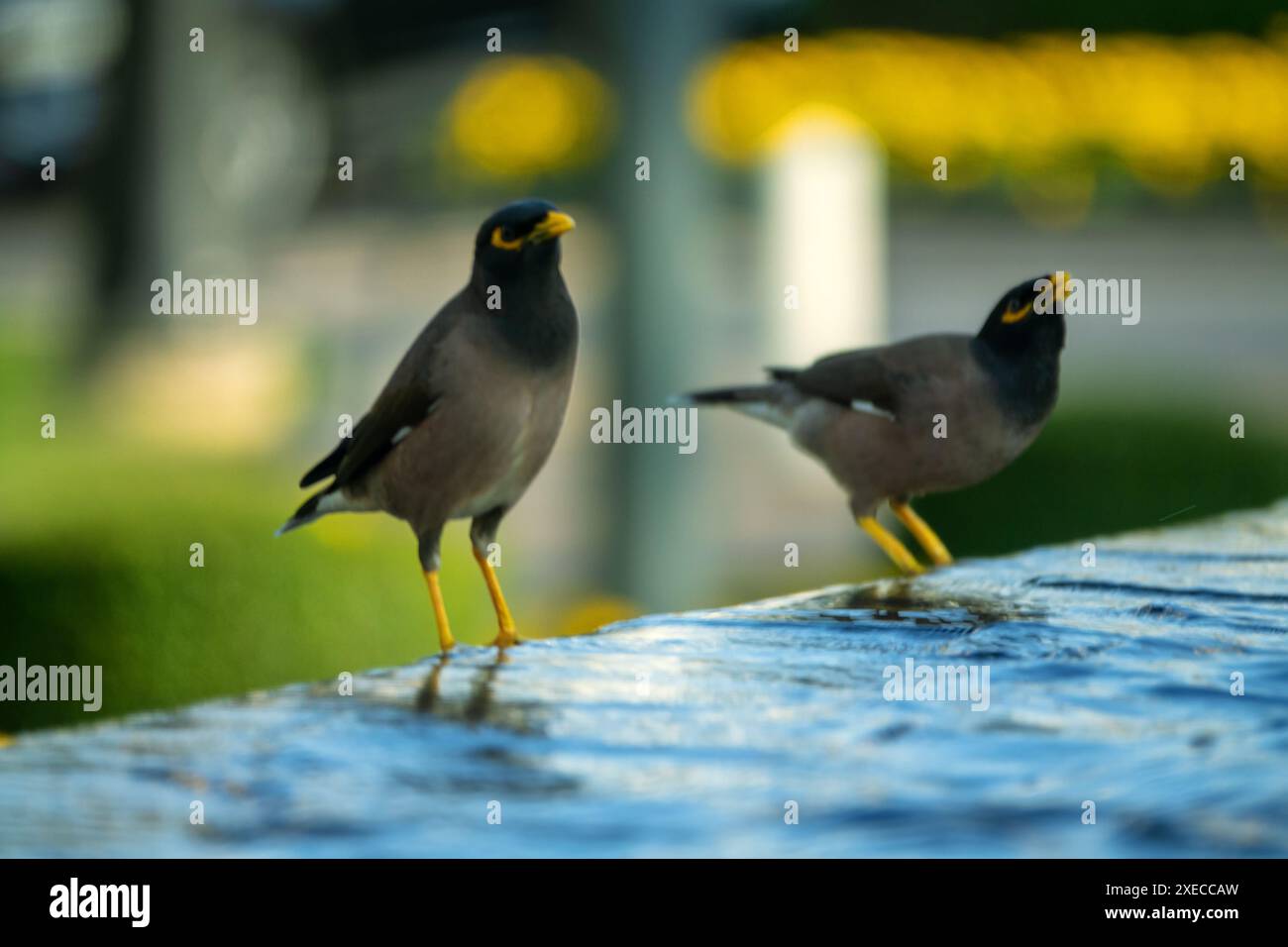 . Indian myna (Acridotheres tristis Stock Photo - Alamy