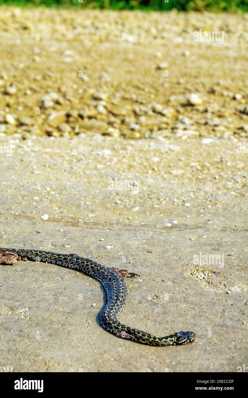 Crushed to death hi-res stock photography and images - Alamy