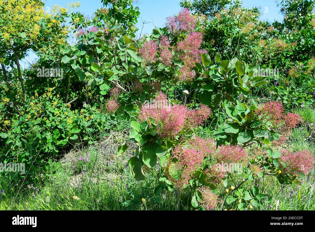 Cotinus coggygria flower hi-res stock photography and images - Alamy