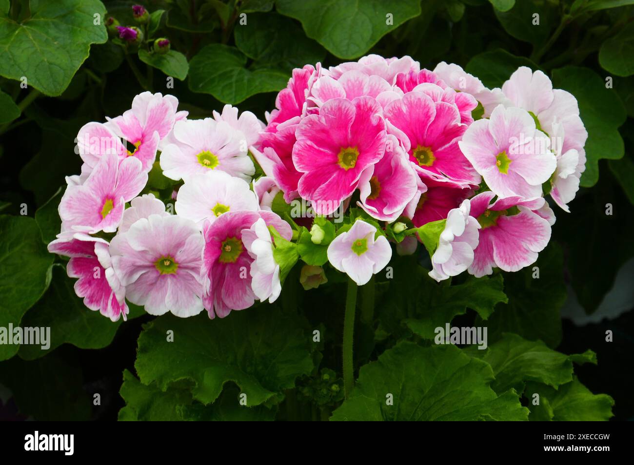 Rose pink flowers primula hi-res stock photography and images - Alamy
