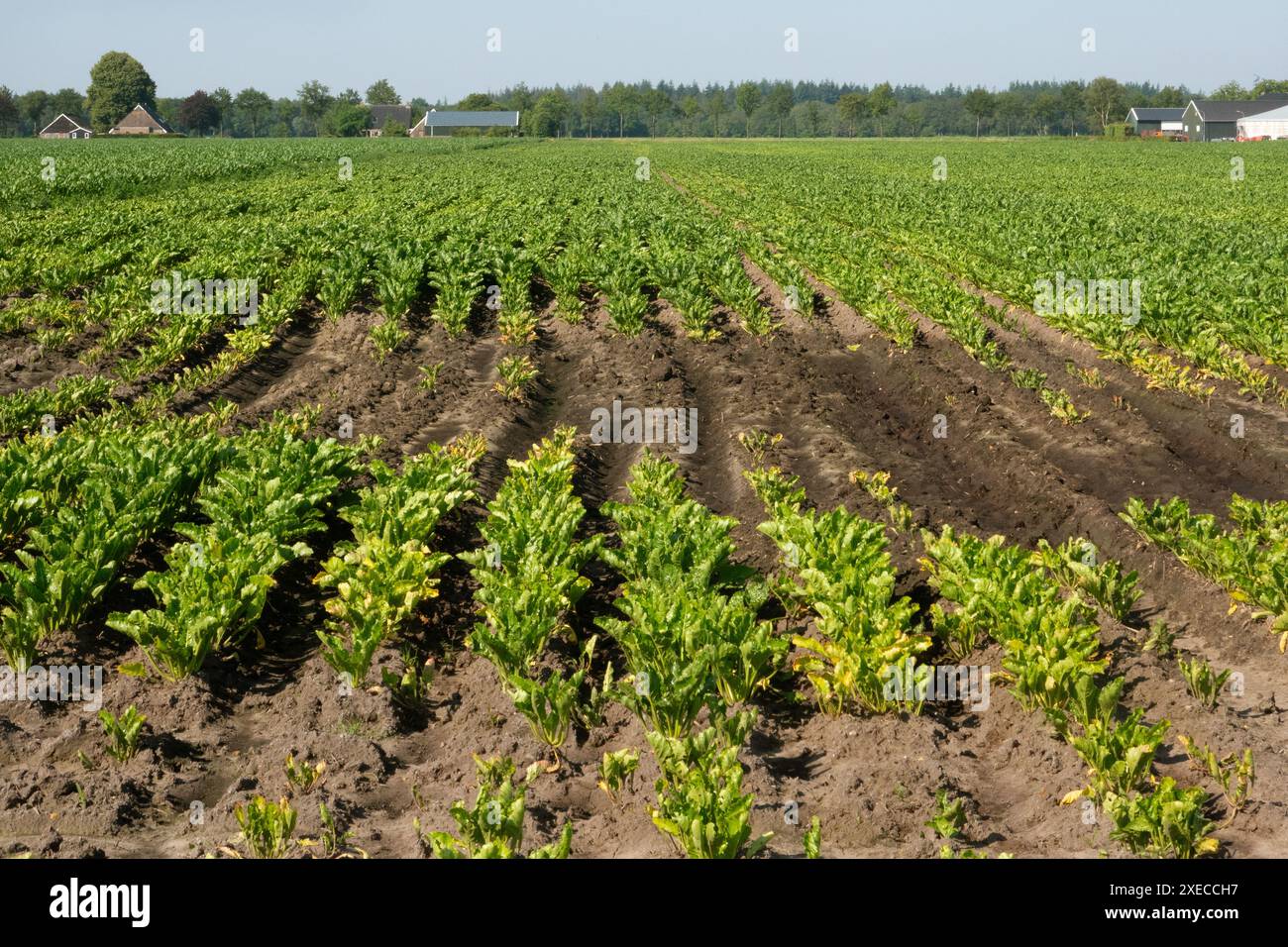 Wet and lower spot in field with sugar beets; poor crop growth, partly ...