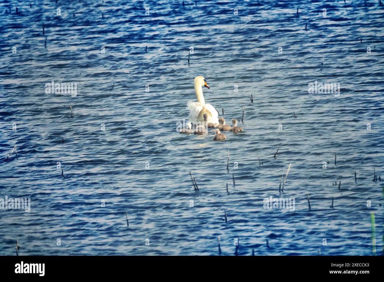 A brood of swans on a pond among fields Stock Photo - Alamy