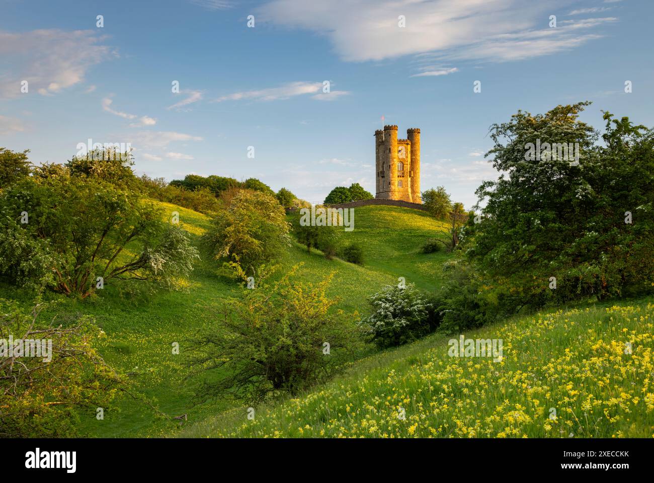 Cowslips flowering in a wildflower meadow below Broadway Tower in the ...