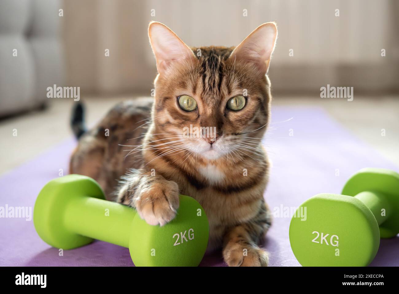 Domestic cat on a fitness mat with dumbbells Stock Photo - Alamy