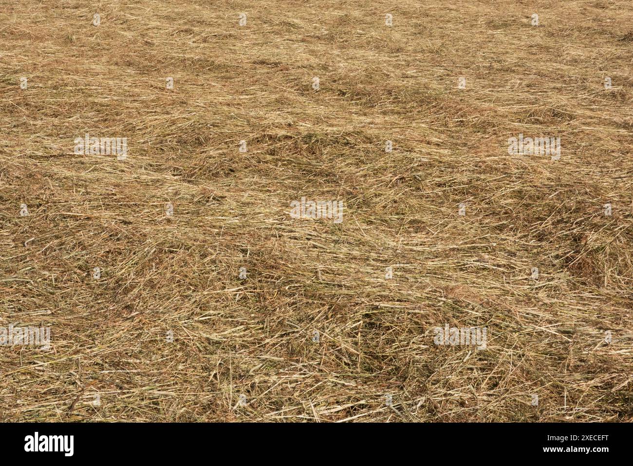 Hay drying in summer hi-res stock photography and images - Alamy