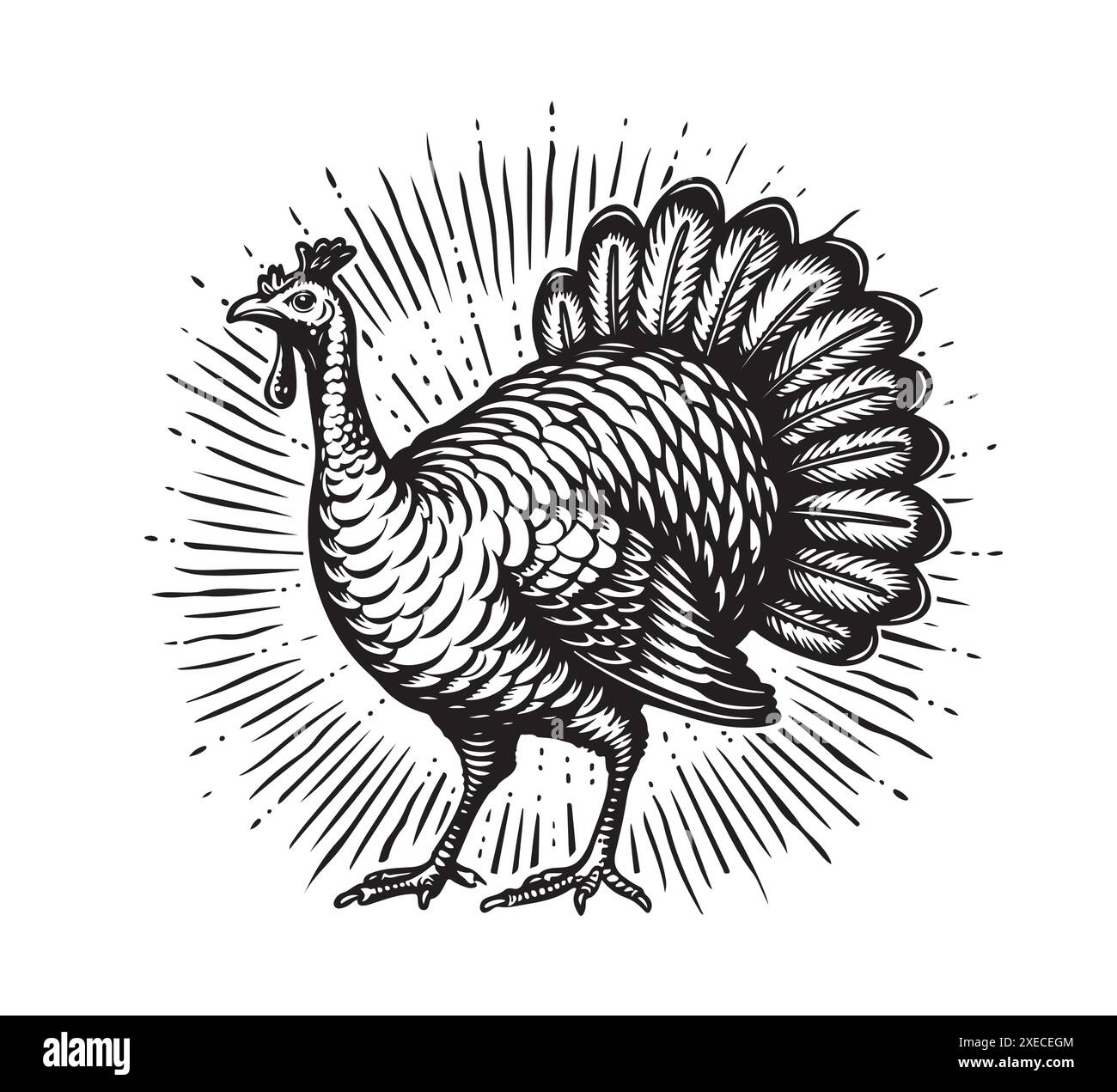Hand drawn vector illustration of turkey. Isolated on white background ...
