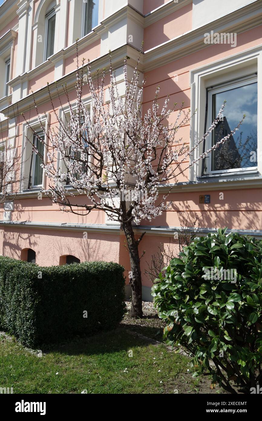 Prunus armeniaca, apricot Stock Photo - Alamy