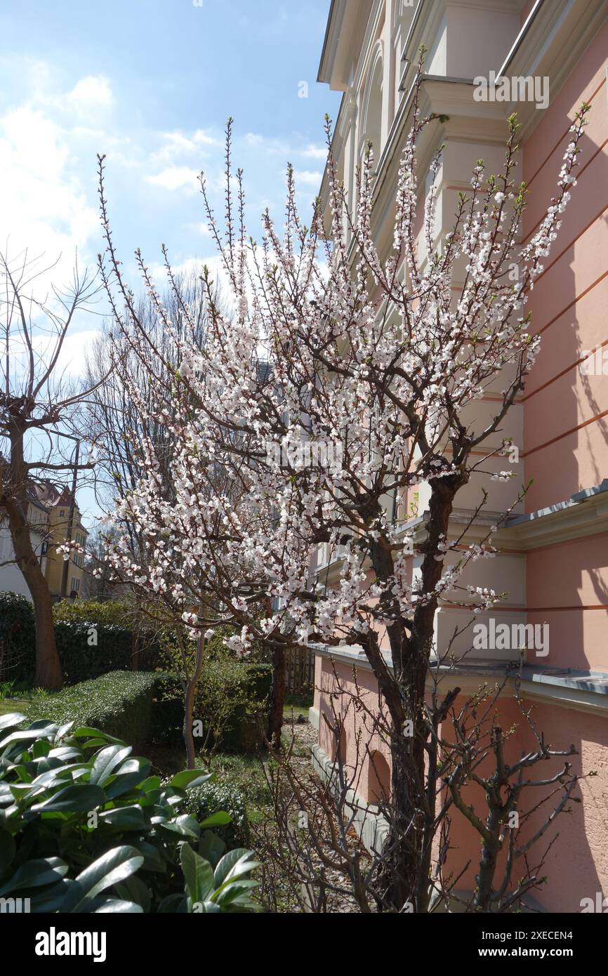 Prunus armeniaca, apricot Stock Photo - Alamy