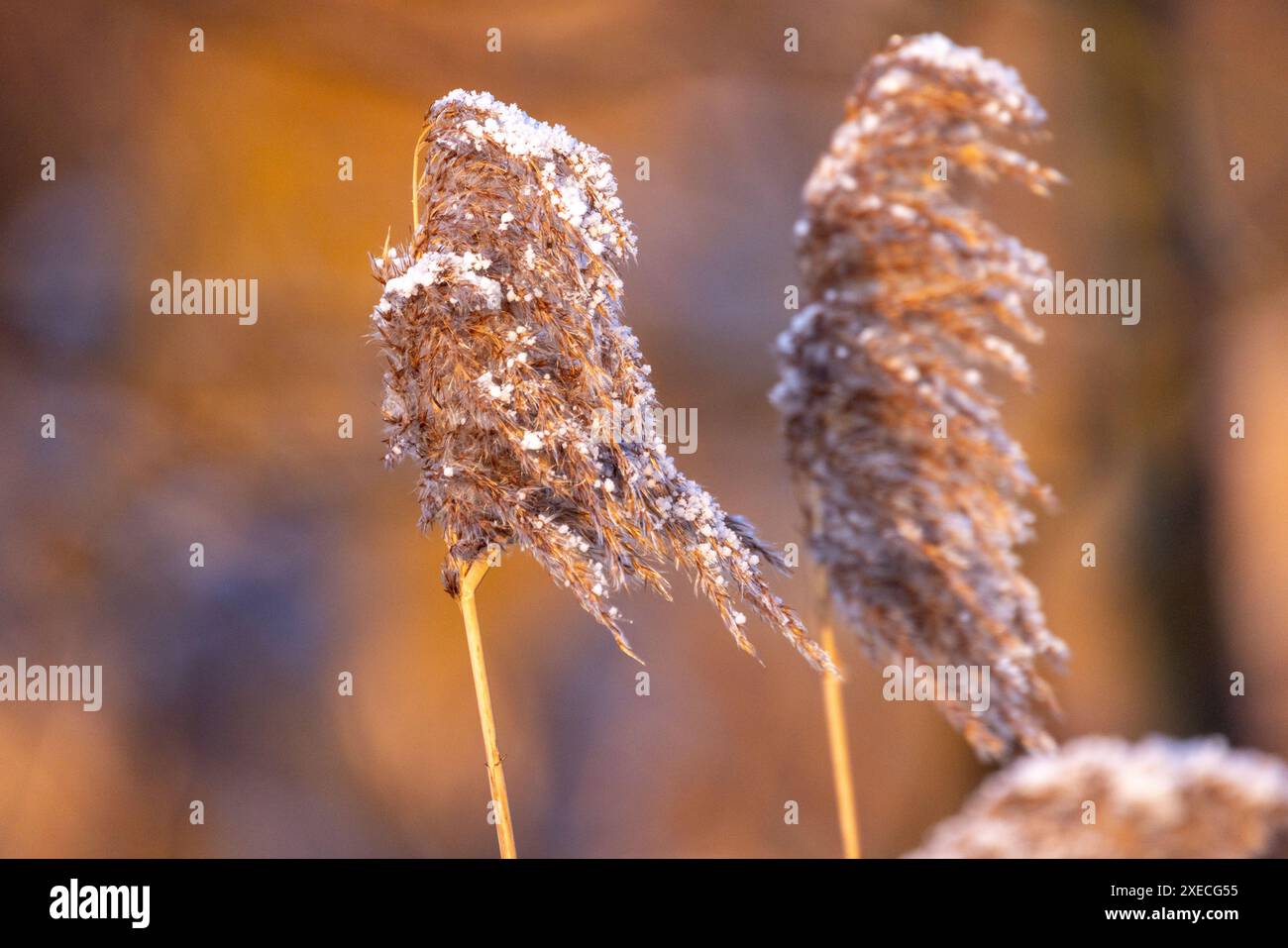 Dusted in frost hi-res stock photography and images - Alamy
