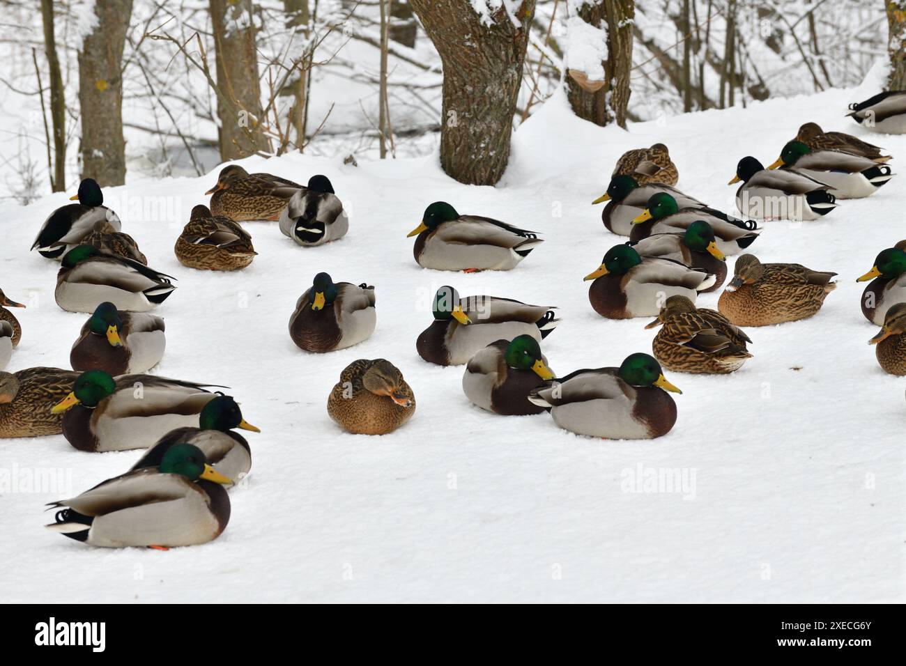 White duck with mallards hi-res stock photography and images - Alamy