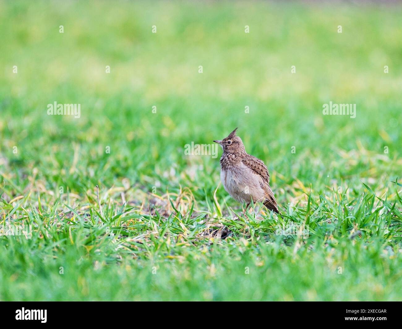 Skylark alauda arvensis in springtime hi-res stock photography and ...