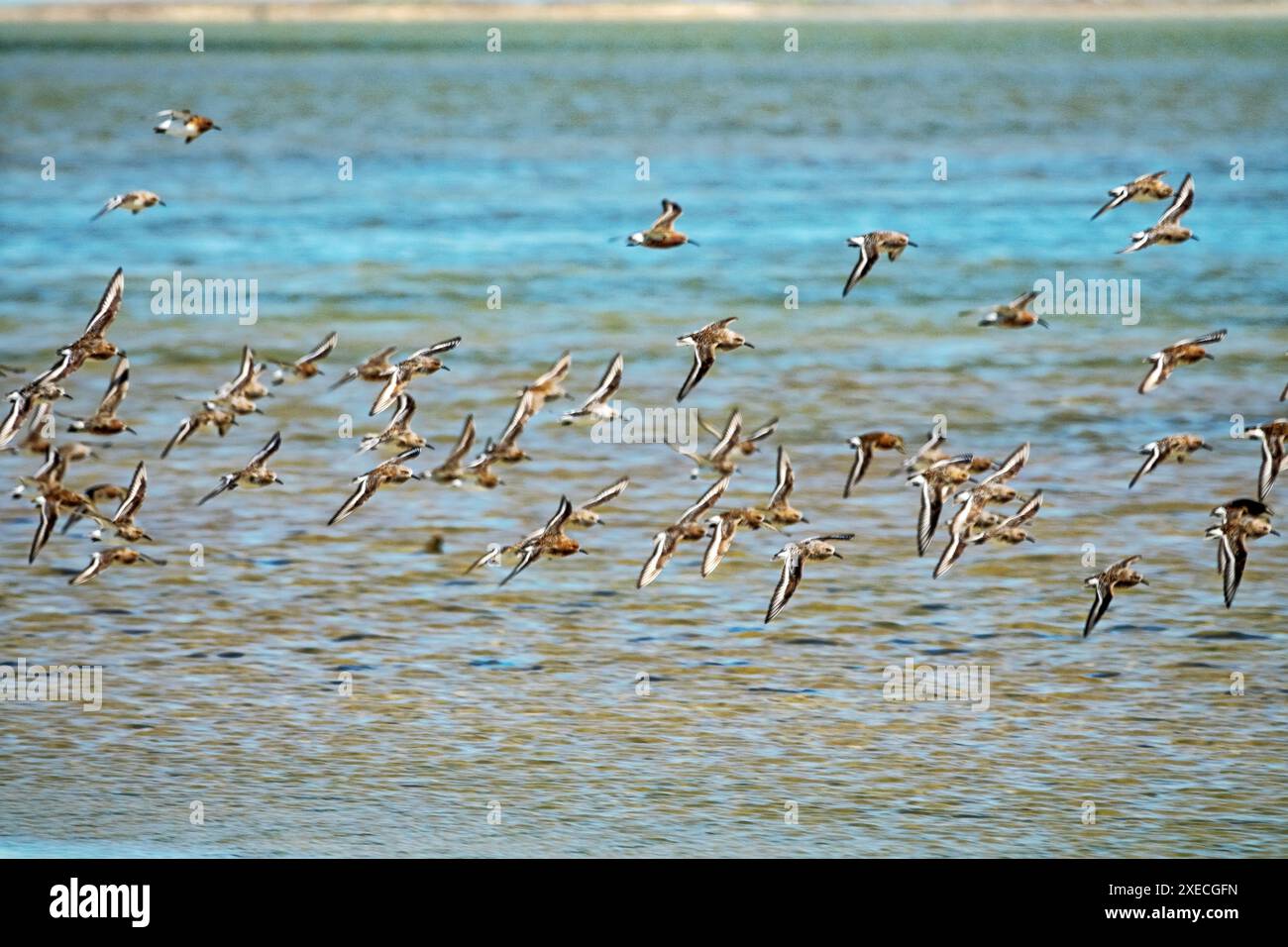 Rest stop migrating birds hi-res stock photography and images - Alamy