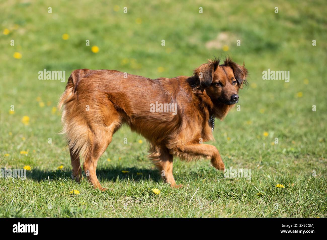 The mixed-breed dog stands uncertain on the green lawn and looks ...