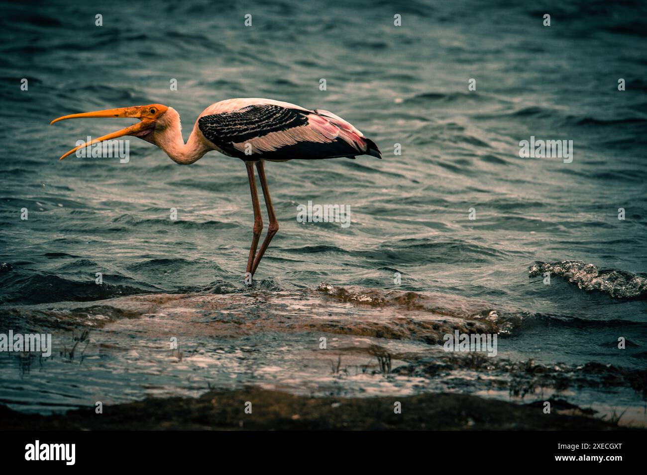 Yellow-billed stork - Bird captured at Rankala Lake, Kolhapur ...