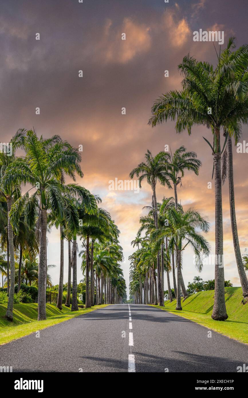 The famous Pallem allee lâ€™AllÃ©e Dumanoir. Landscape shot Grand Terre ...