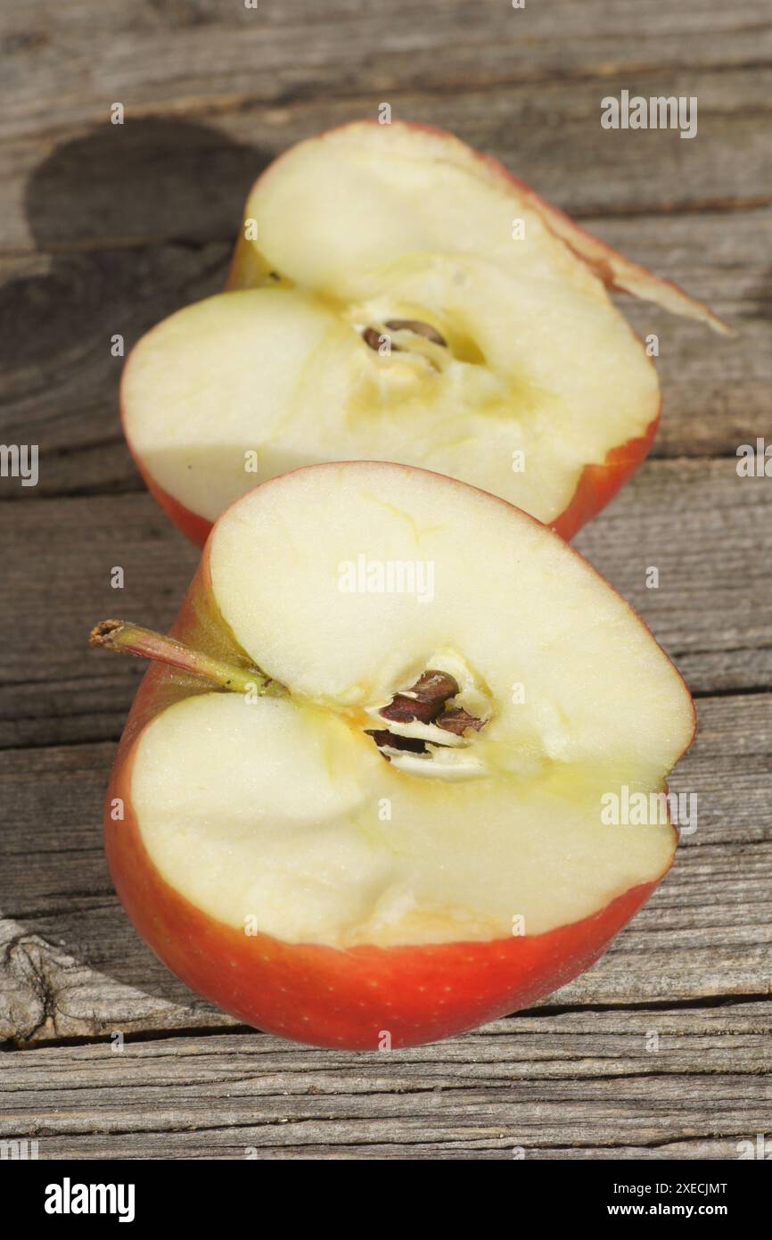 Sorte elstar hi-res stock photography and images - Alamy