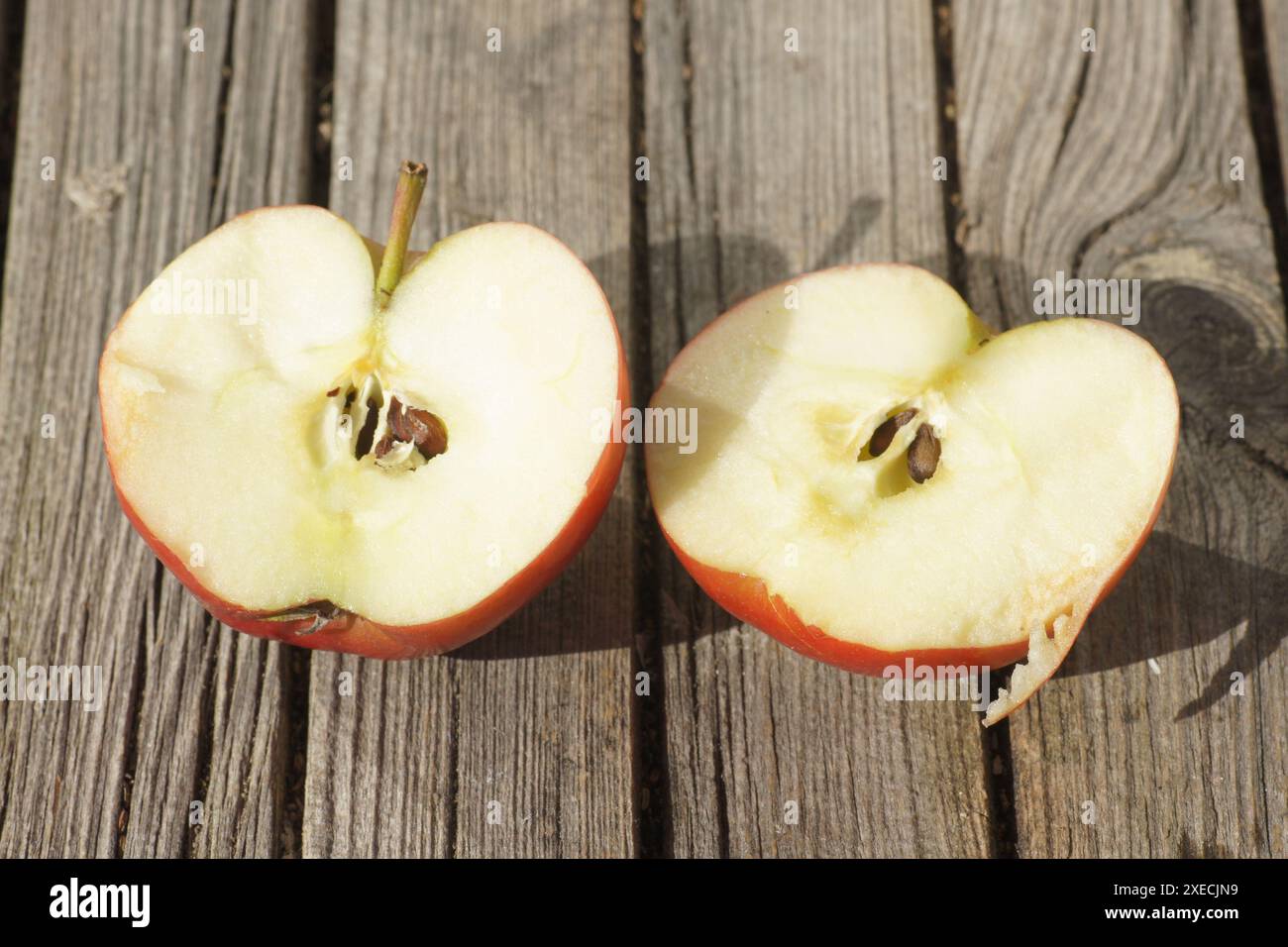 Malus domestica Elstar, apple Stock Photo - Alamy