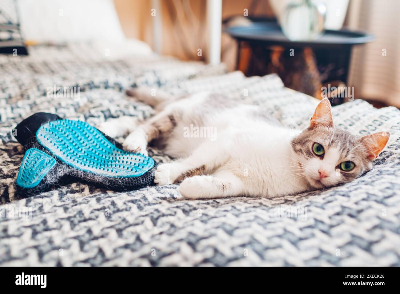 Cat lying by brushing glove with fur. Removing pets hair. Taking care ...