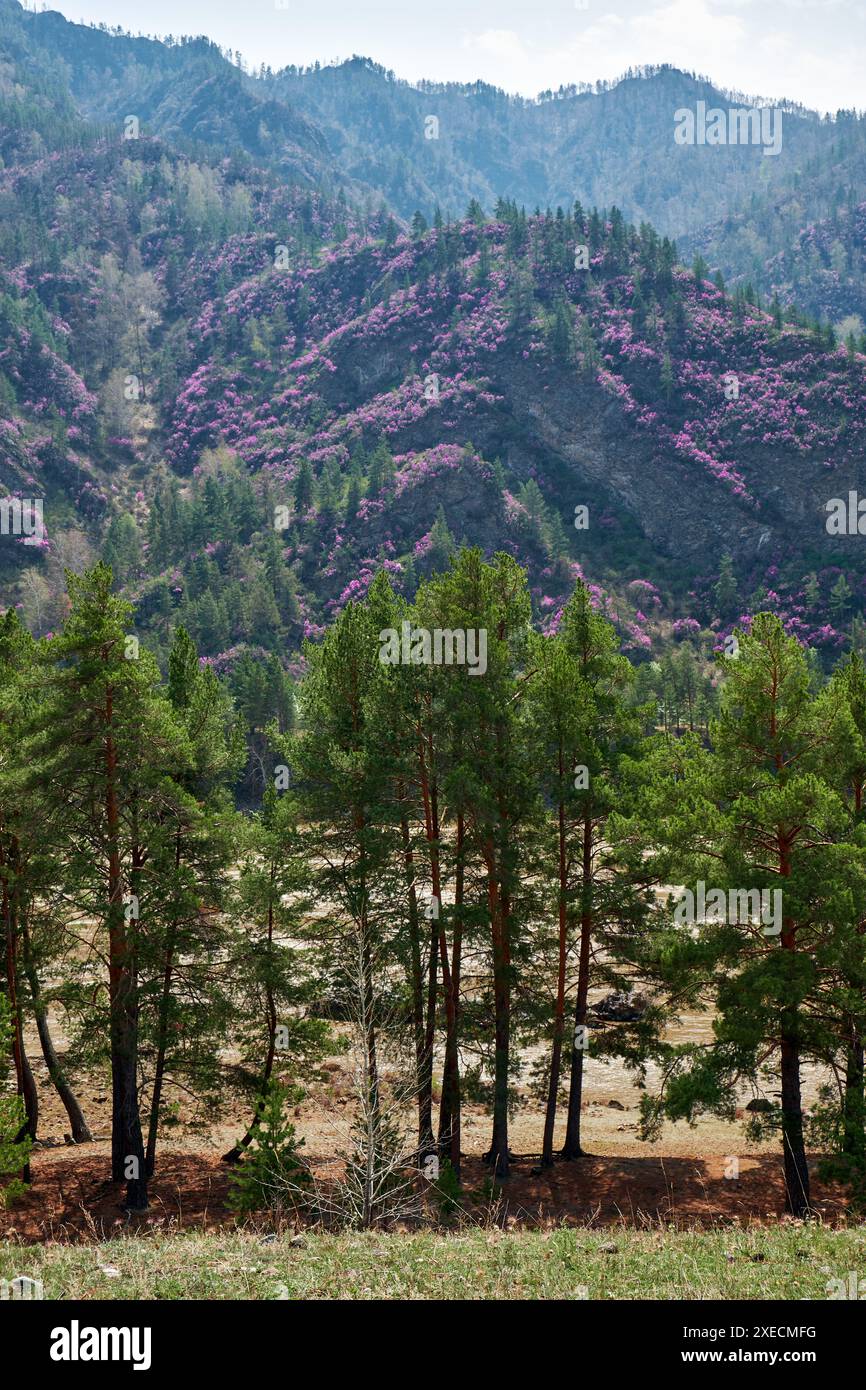 Mountain slopes covered with blooming Rhododendron dauricum bushes with ...
