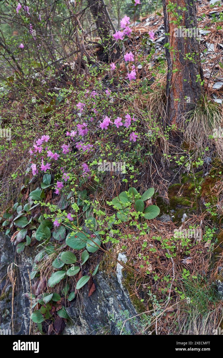 Rhododendron dauricum bushes with flowers (popular names bagulnik ...