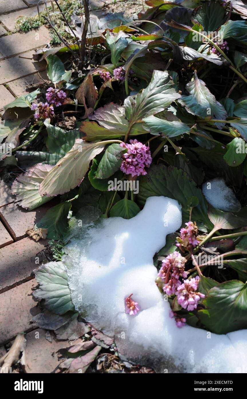 Bergenia crassifolia badan hi-res stock photography and images - Alamy
