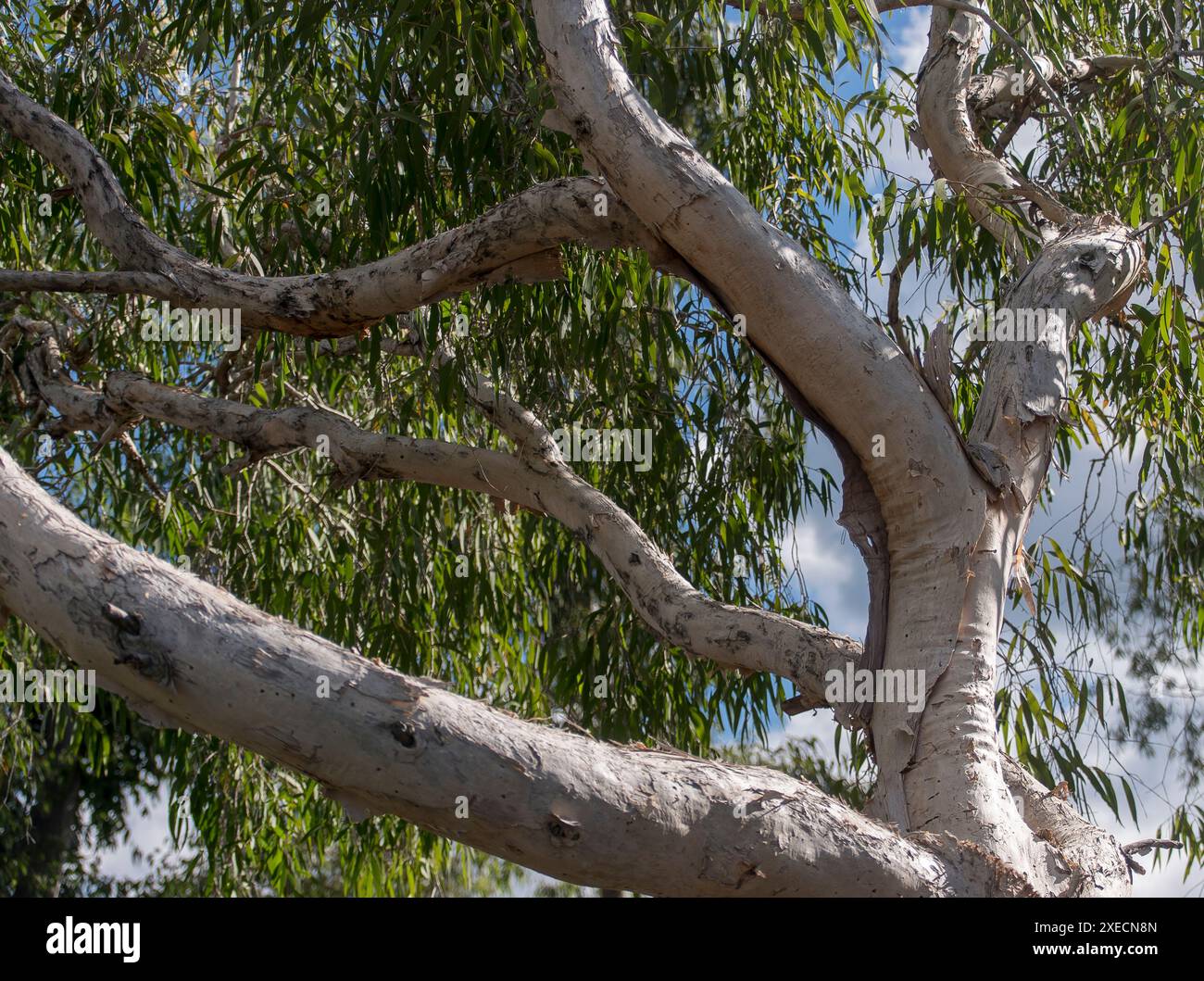Patterns of trunk and central branches of Australian Paperbark tree ...