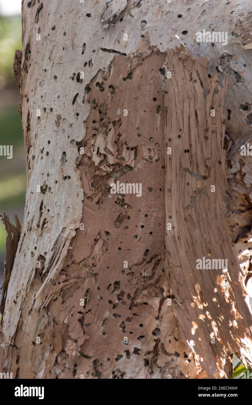 Details of patterns of trunk of Australian Paperbark tree, Melaleuca ...