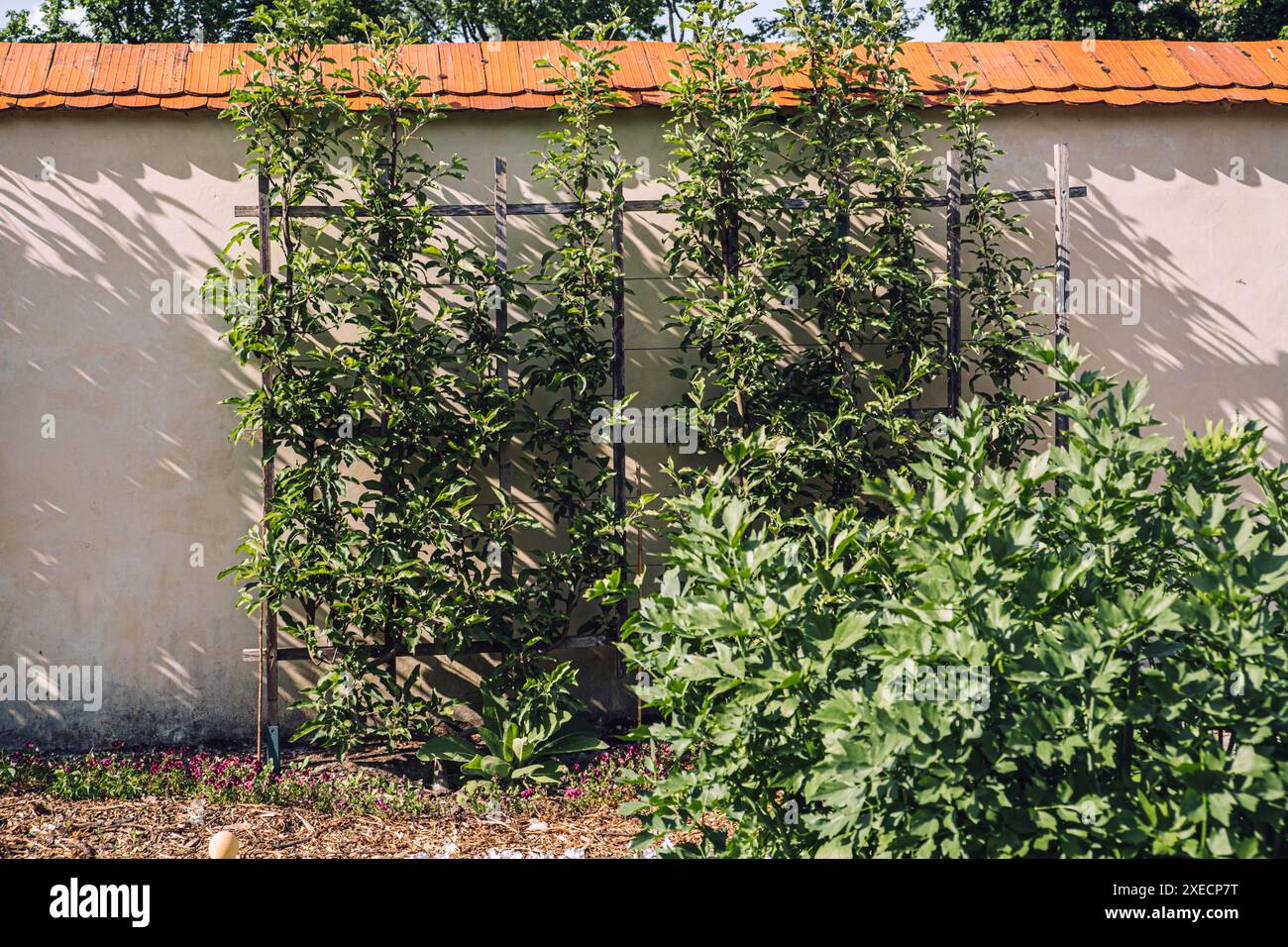 Espalier Fruit Trees Against Garden Wall Stock Photo - Alamy