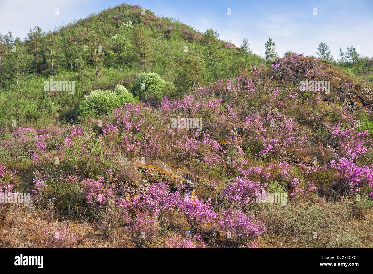 Mountain slopes covered with blooming Rhododendron dauricum bushes with ...