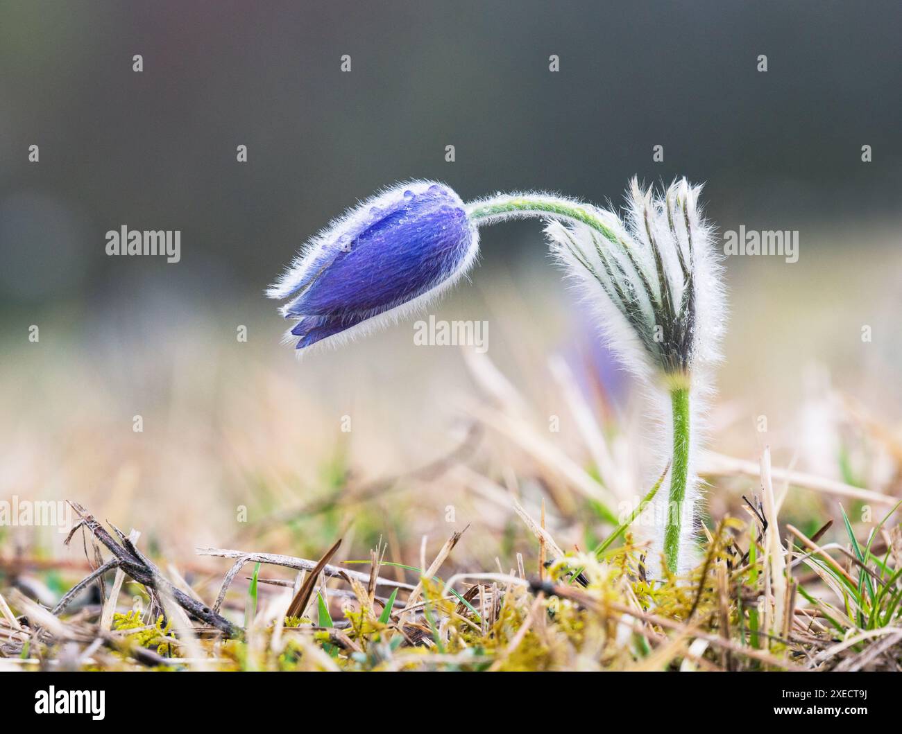 Pulsatilla vulgaris pasqueflower buttercup family Ranunculaceae Anemone ...