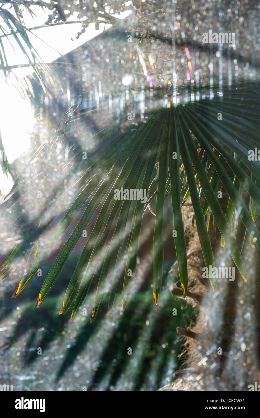 Large palm tree and leaves outside a window with bright reflections on ...
