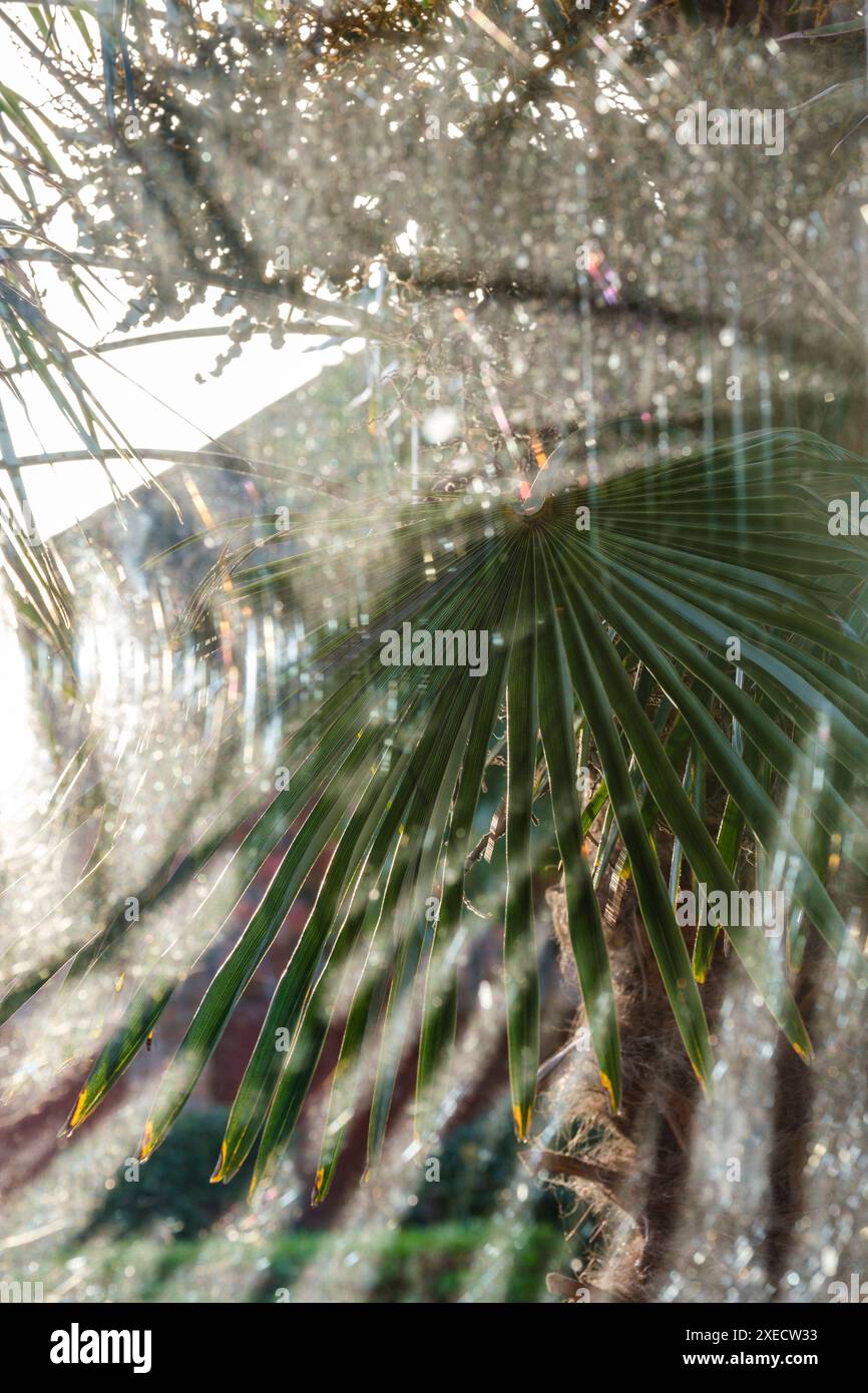 Large palm tree and leaves outside a window with bright reflections on ...
