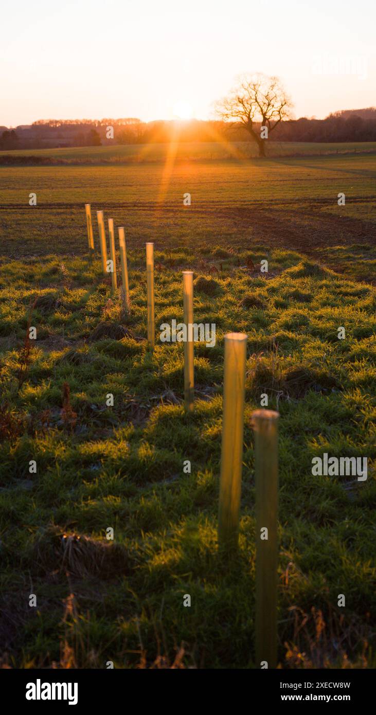 Recently plantred tree saplings protected by platstic sheaths in the ...