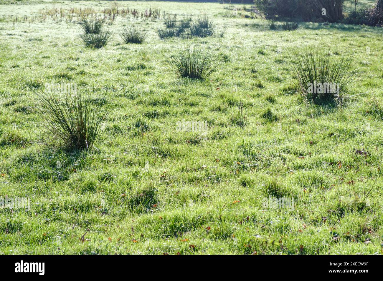 An area of scrubland and grass in the Somerset countryside Stock Photo ...