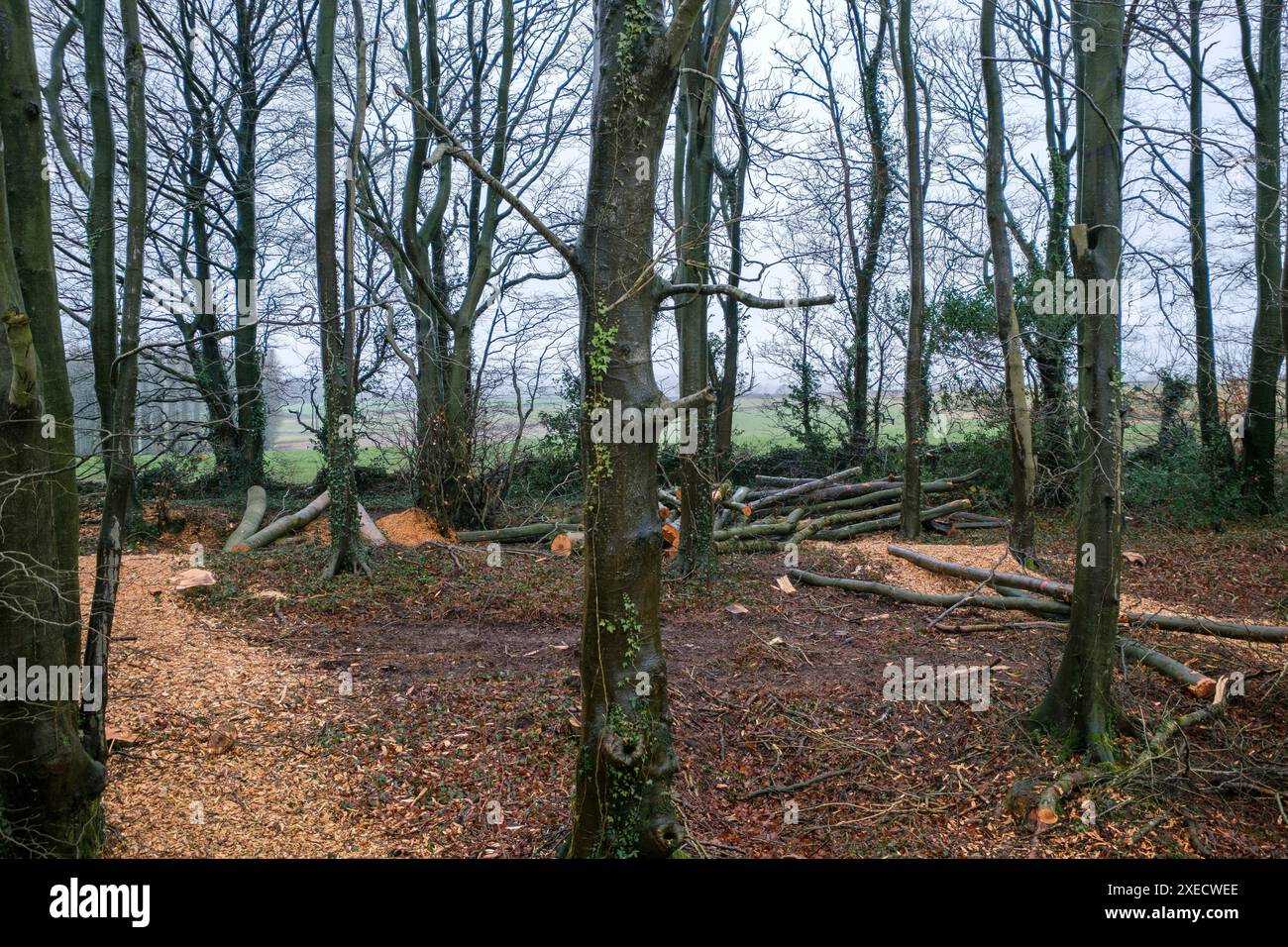 A clearing in a small stand of trees with sawn trunks, timber and ...