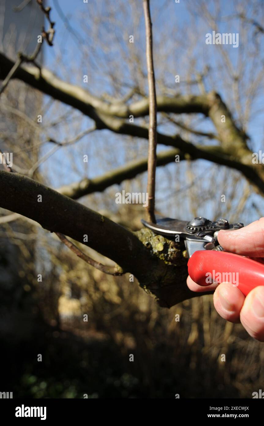 Pruning shoots hi-res stock photography and images - Alamy