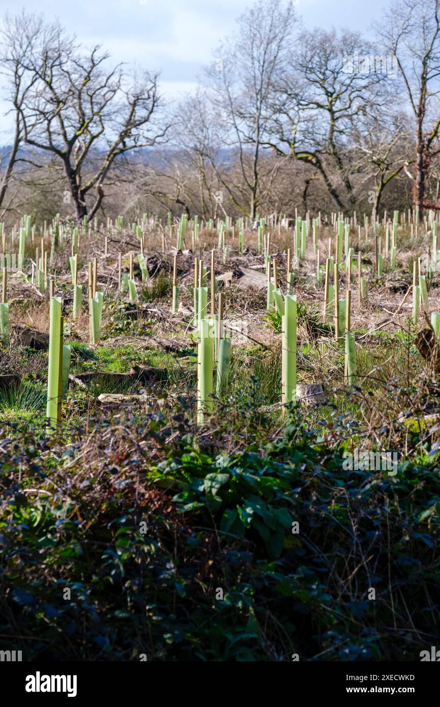 Rows of new tree saplings planted in a field protected by plastic tubes ...