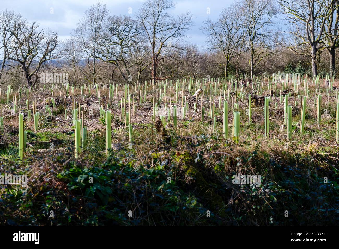 Rows of new tree saplings planted in a field protected by plastic tubes ...