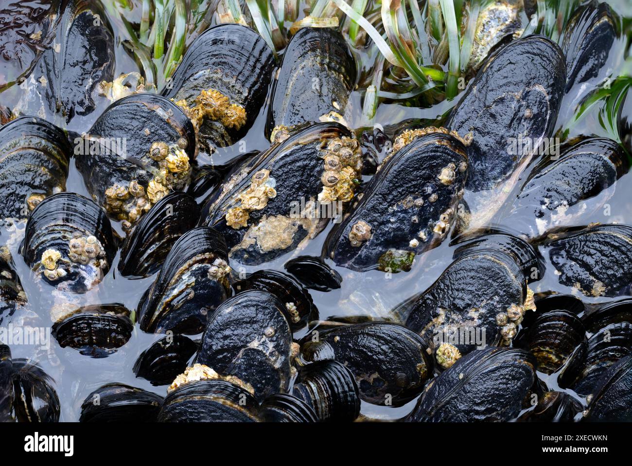 A Close-up of black mussels with barnacles attached, submerged in water ...